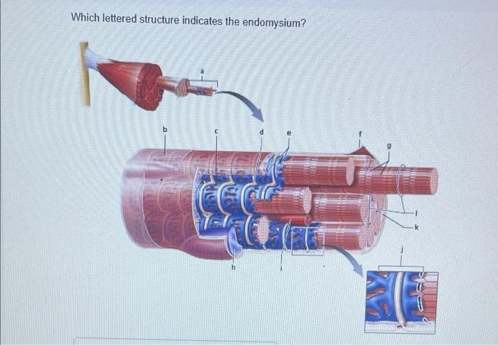 Solved Which lettered structure indicates the endomysium? | Chegg.com