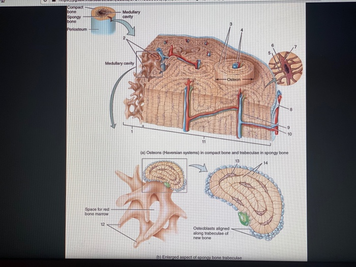 Solved 98 EXERCISE & BONE STRUCTURE AND FUNCTION LAB ACTIV | Chegg.com