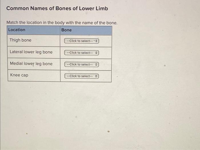 Solved Common Names of Bones of Lower Limb Match the | Chegg.com