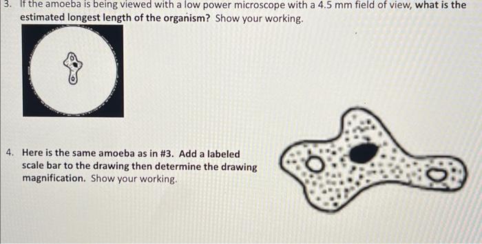 Solved 3. If the amoeba is being viewed with a low power | Chegg.com
