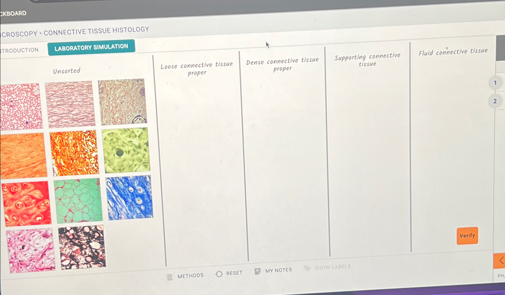 EKBOARDCROSCOPY * ﻿CONNECTIVE TISSUE | Chegg.com