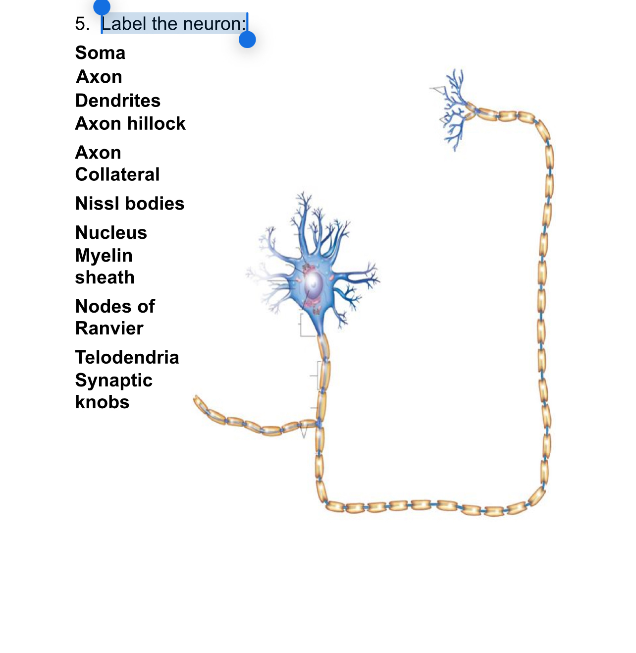Solved Label the neuron:SomaAxonDendritesAxon | Chegg.com