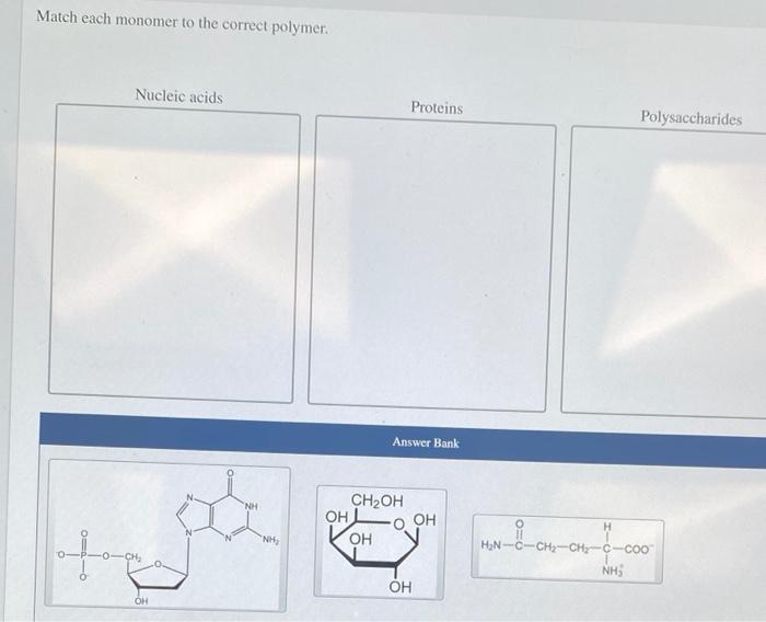 Solved Match each monomer to the correct polymer Nucleic | Chegg.com