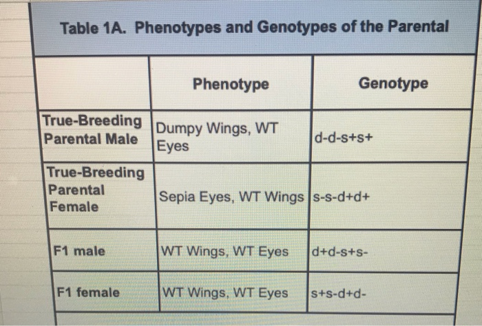 Solved Table 1A. Phenotypes and Genotypes of the Parental | Chegg.com