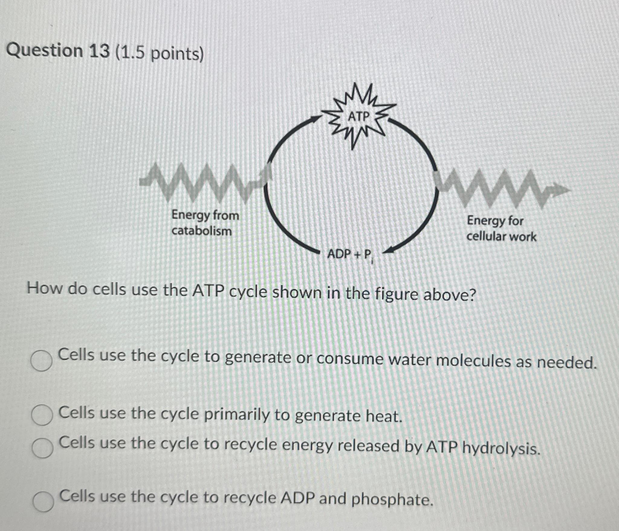 Solved Question 13 (1.5 ﻿points)How do cells use the ATP | Chegg.com