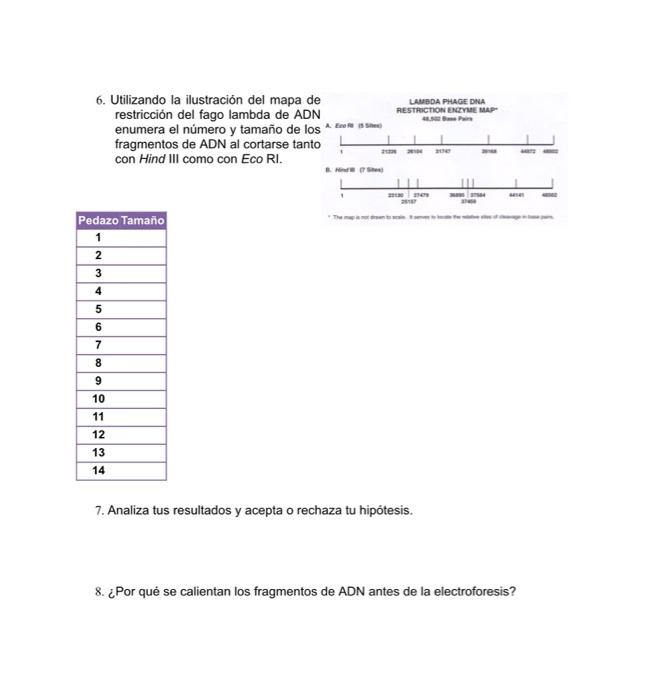 Solved 6. Using the phage lambda DNA restriction map | Chegg.com