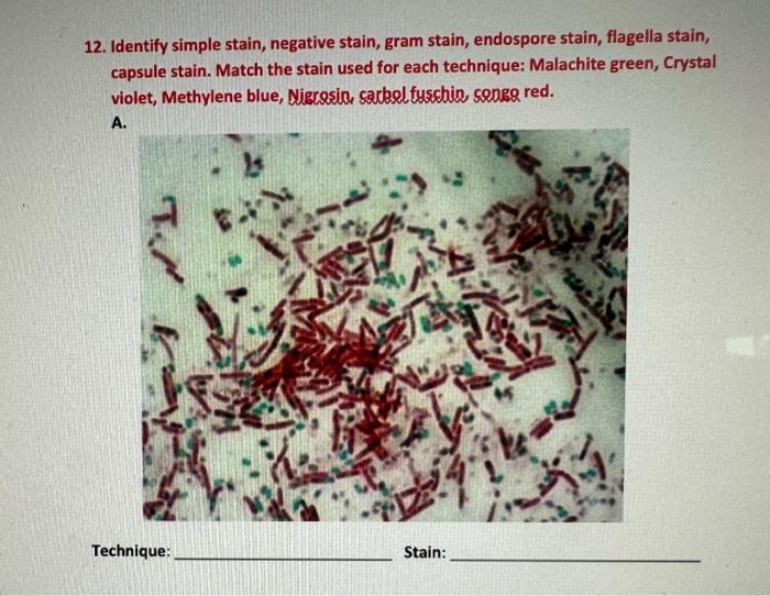 Solved 12. Identify simple stain, negative stain, gram | Chegg.com