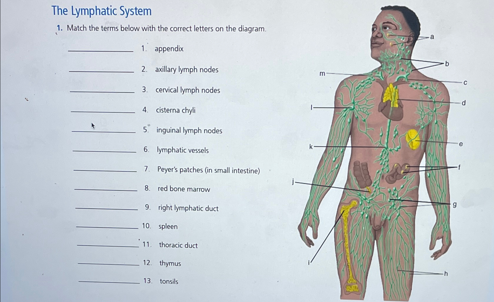 Solved The Lymphatic SystemMatch the terms below with the | Chegg.com
