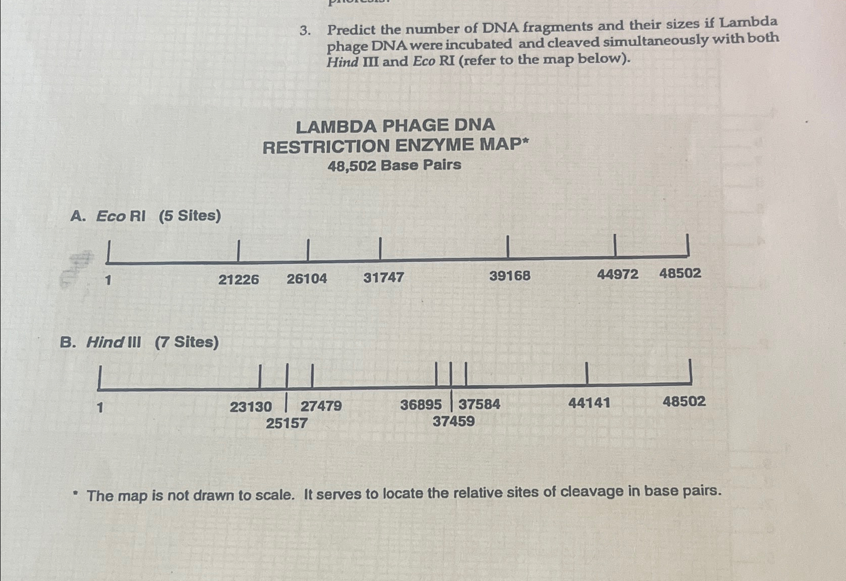 Solved Predict the number of DNA fragments and their sizes | Chegg.com