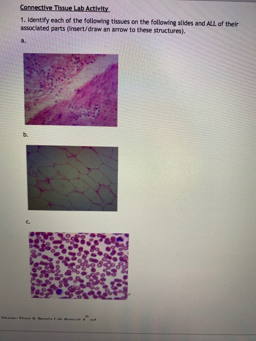 Connective Tissue Lab Activity 1. Identify each of | Chegg.com