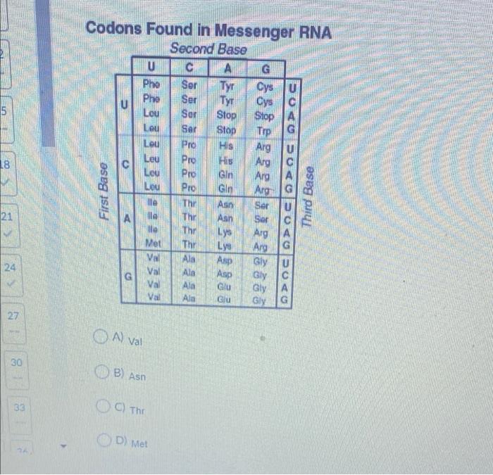 Solved Phe Ser U 5 18 Codons Found in Messenger RNA Second | Chegg.com
