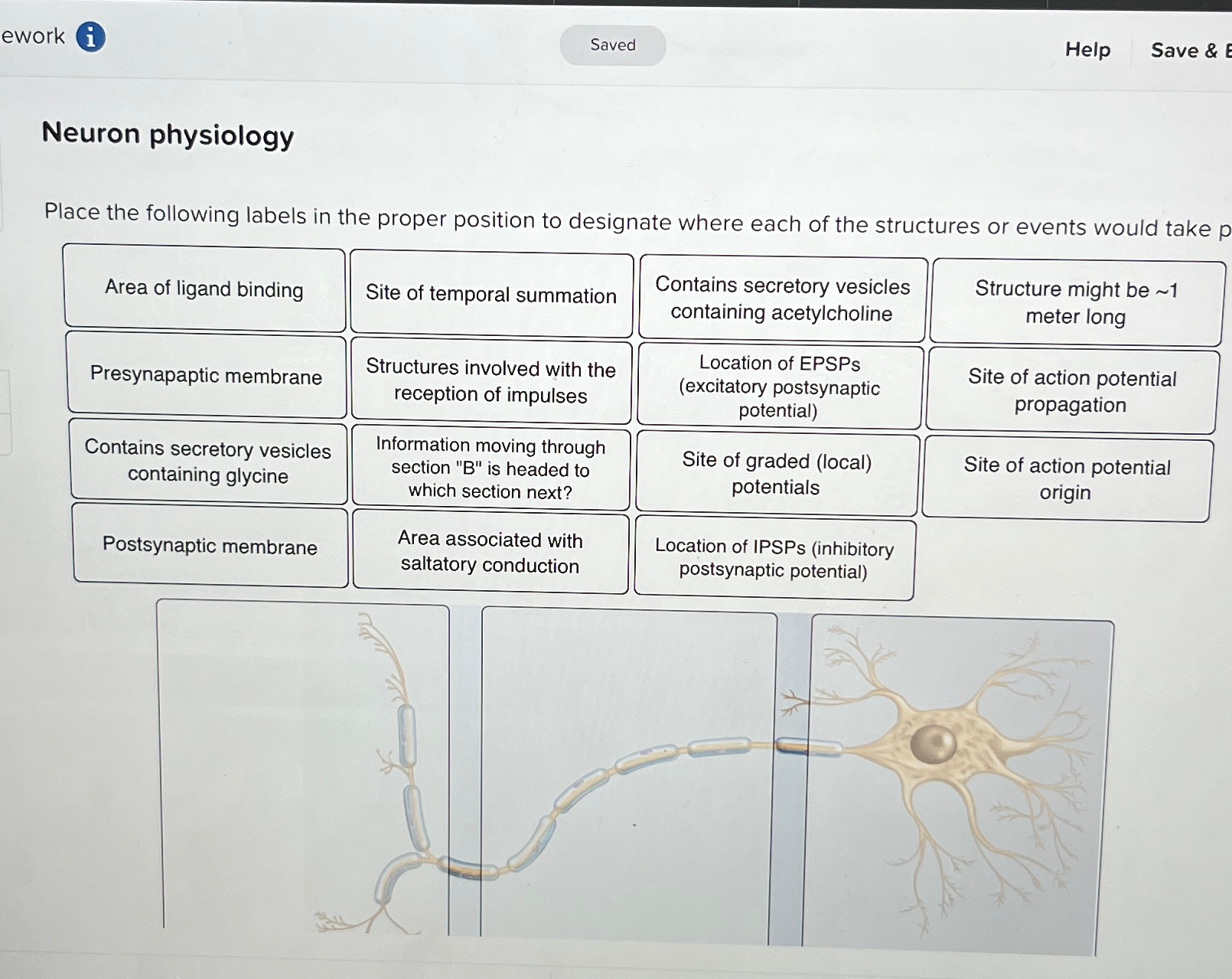 Solved ework (i)HelpSave &Neuron physiologyPlace the | Chegg.com