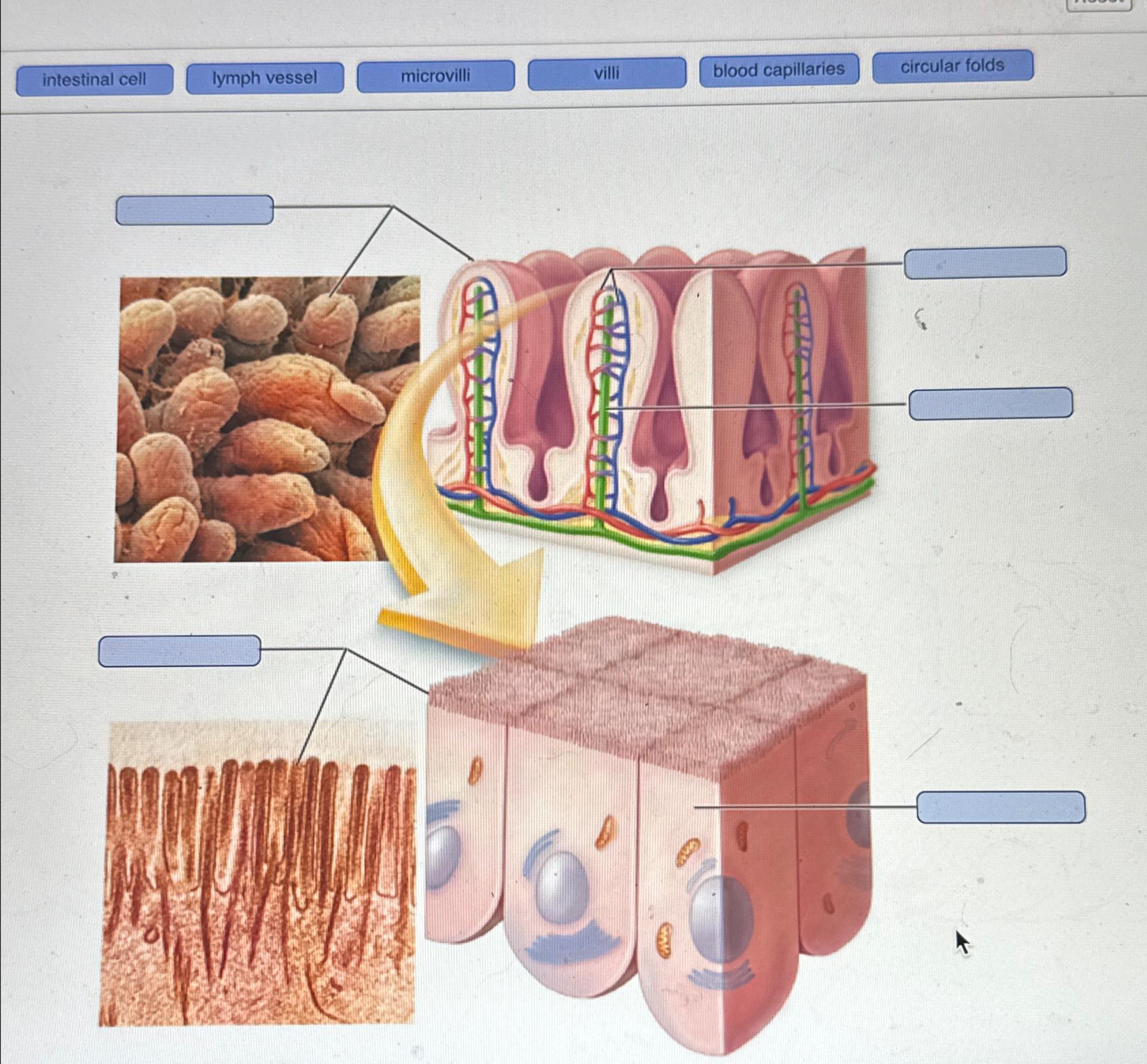 Solved intestinal celllymph vesselmicrovillivilliblood | Chegg.com