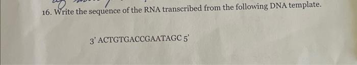 Solved 16. Write the sequence of the RNA transcribed from | Chegg.com