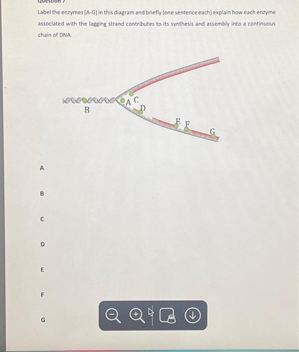 Solved Label the enzymes (A-G) in this diagram and briefly | Chegg.com