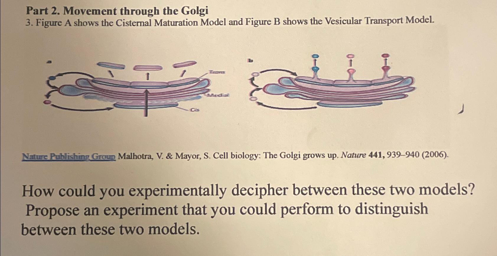 Solved Part 2. ﻿Movement through the Golgi3. ﻿Figure A shows | Chegg.com