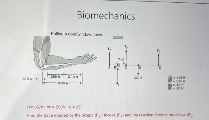 Solved Biomechanics AB=.015HBC=.015HBD=.10HBE=.20H H=1.67 m | Chegg.com