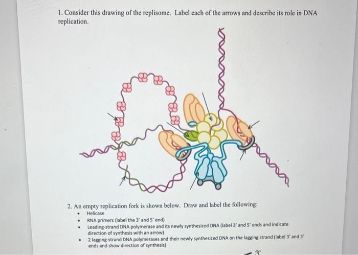 Solved 1. Consider this drawing of the replisome. Label each | Chegg.com