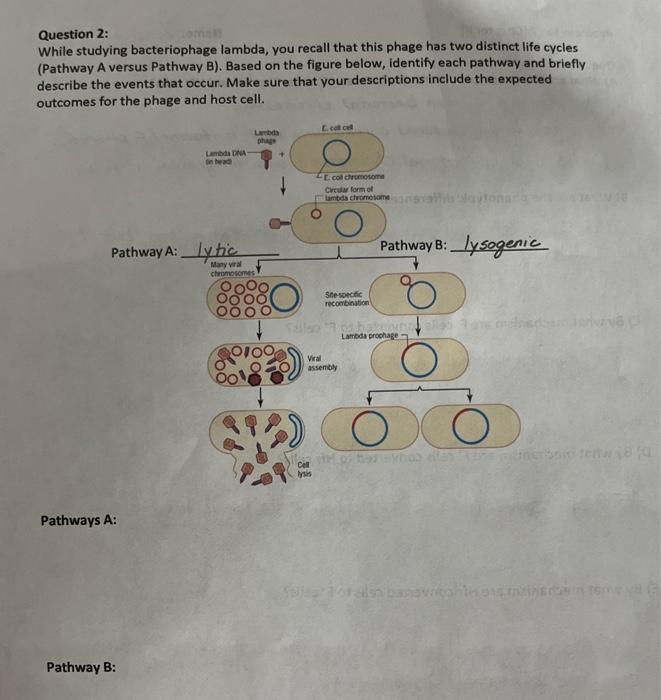 Solved Question 2: While studying bacteriophage lambda, you | Chegg.com