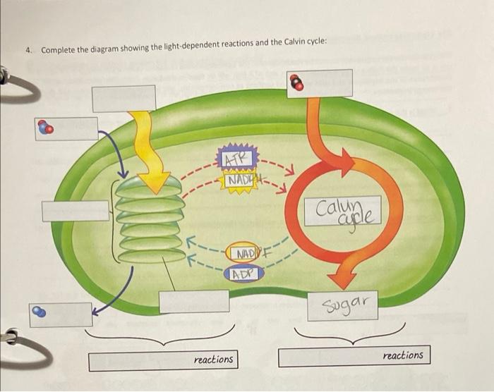 Solved 4. Complete the diagram showing the light-dependent | Chegg.com