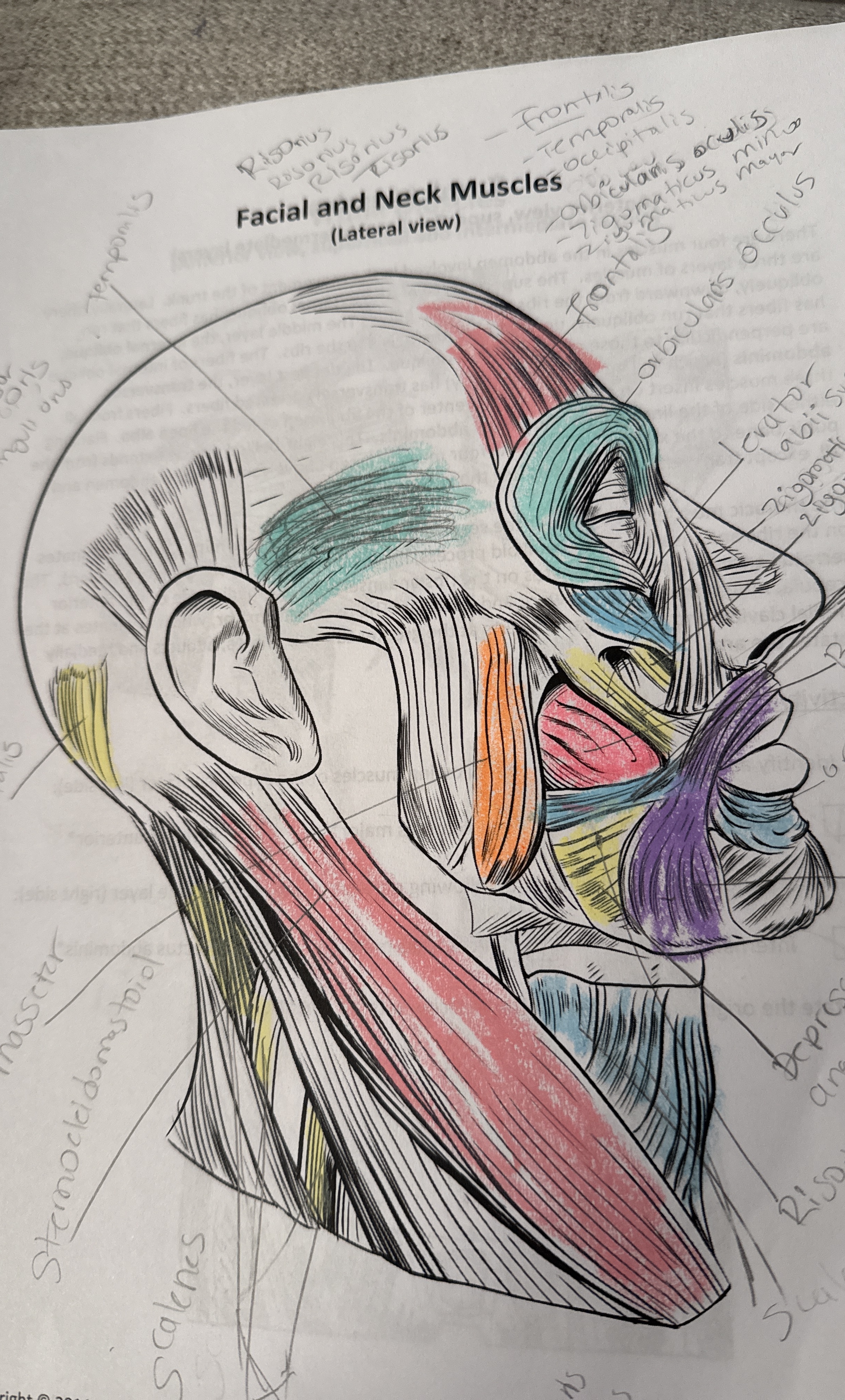 Solved Facial and Neck Muscle's (Lateral view) ﻿ Please hlp | Chegg.com