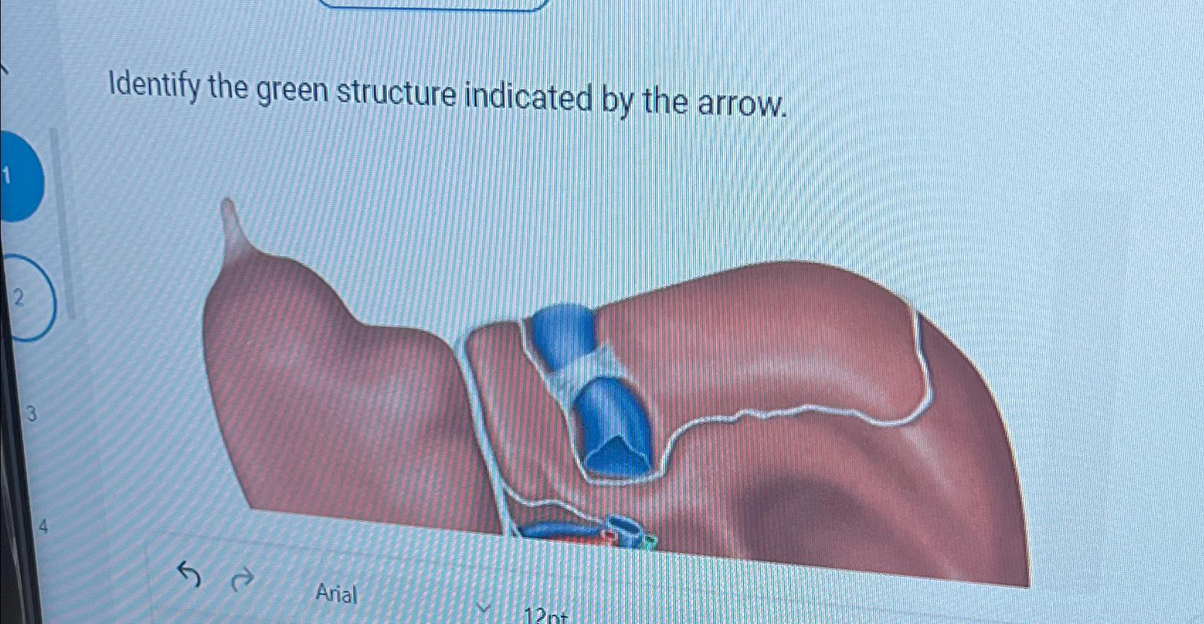 Solved Identify the green structure indicated by the | Chegg.com