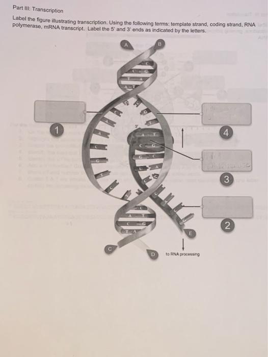 Solved Part I: Transcription Label the figure illustrating | Chegg.com