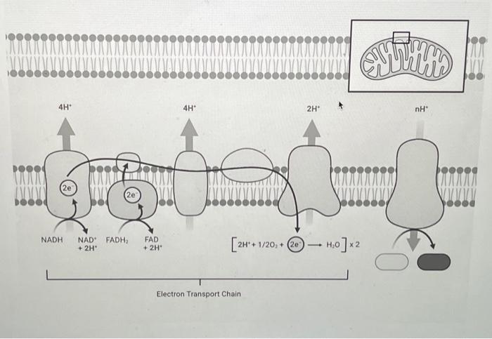 Solved please label answer and color. If you sre unable to | Chegg.com