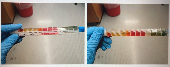 I need help with this EnteroPluri Test. I have tried | Chegg.com