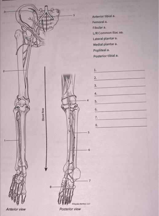 Solved Anterior tibial a. Femoral a. Fibular a. L/R Common | Chegg.com