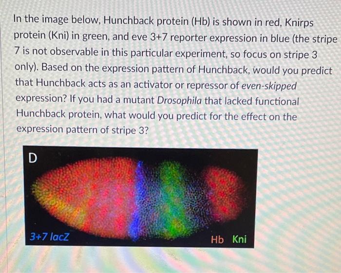 In the image below, Hunchback protein (Hb) is shown | Chegg.com