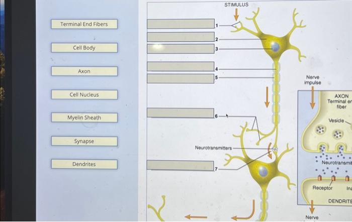 Solved Terminal End Fibers Cell Body Axon Cell Nucleus | Chegg.com
