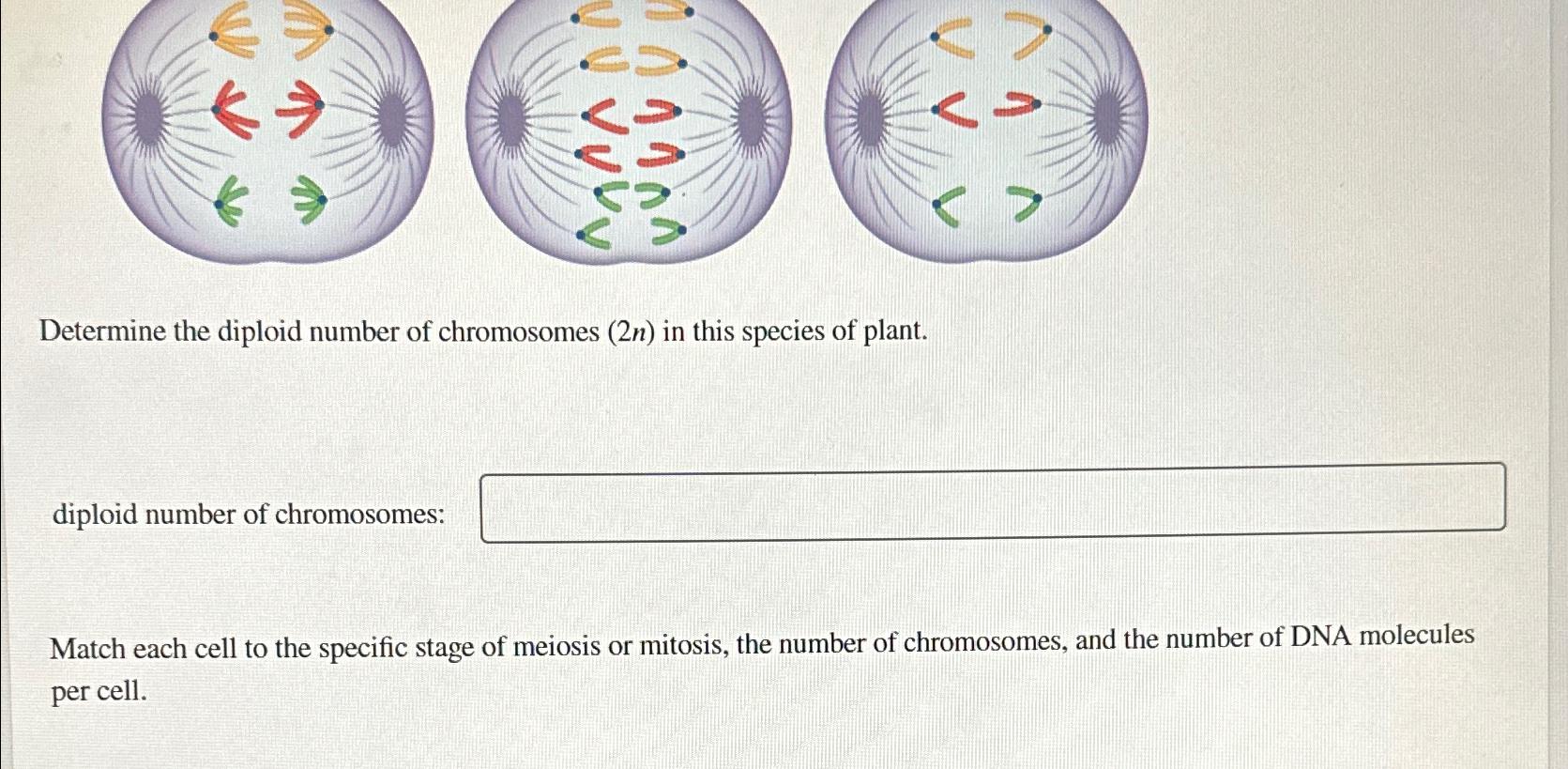 Solved Determine the diploid number of chromosomes (2n) ﻿in | Chegg.com