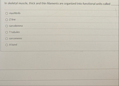 Solved In skeletal muscle, thick and thin filaments are | Chegg.com
