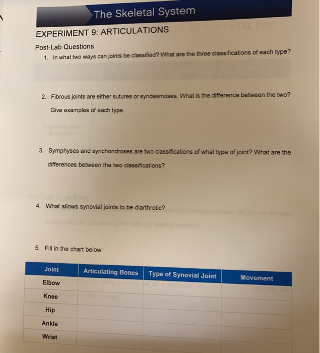 Solved The Skeletal System EXPERIMENT 9: ARTICULATIONS | Chegg.com
