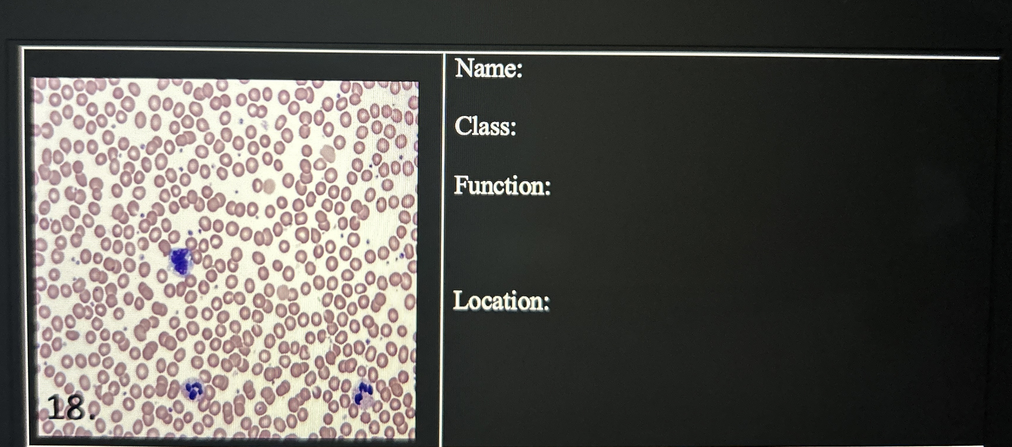Solved Identify the tissue image in the left column and list | Chegg.com