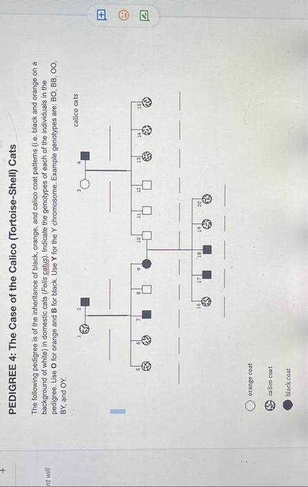 Solved PEDIGREE 4: The Case of the Calico (Tortoise-Shell) | Chegg.com