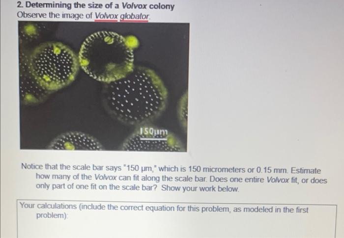 Solved 2. Determining the size of a Volvox colony Observe | Chegg.com