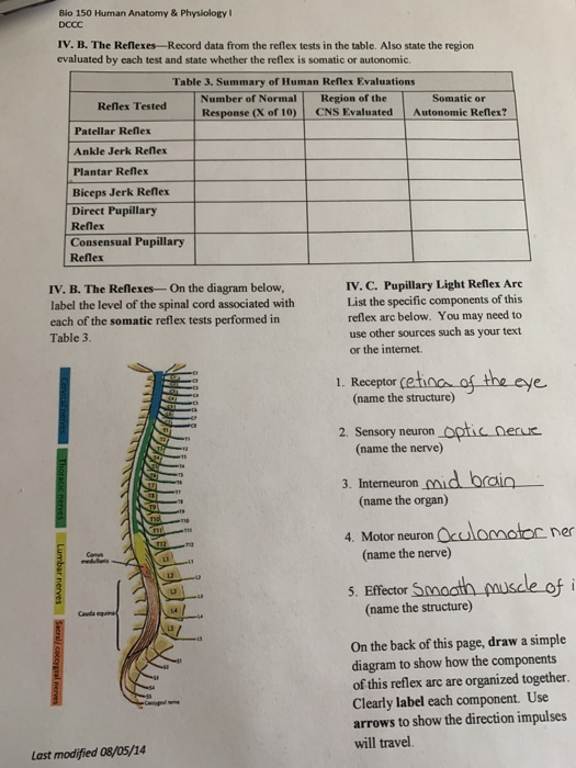 Solved Bio 150 Human Anatomy & Physiology DCCC IV. B. The | Chegg.com