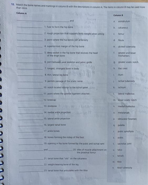 Solved 12. Match the bone names and markings in column B | Chegg.com