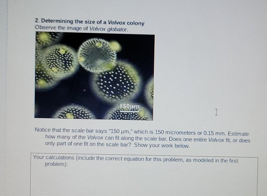 Solved BE CEO 50pm Notice that the scale bar says "50um," | Chegg.com