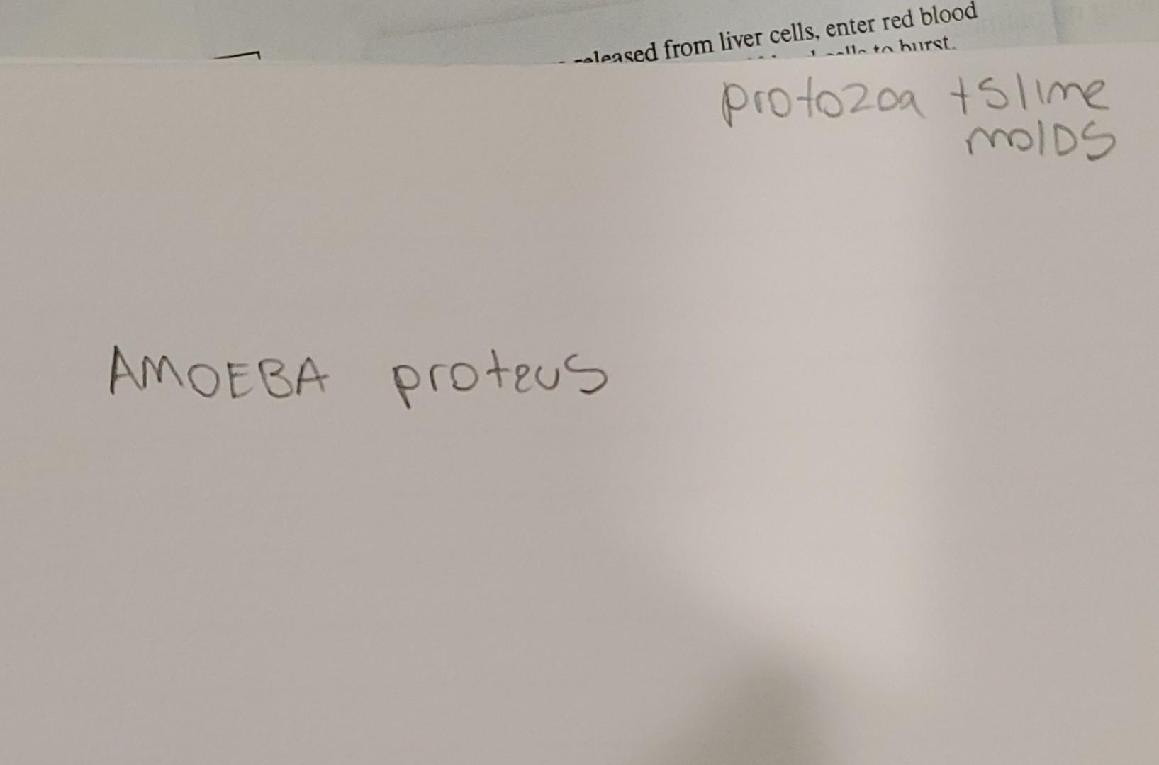 Solved AMOEBA protrus | Chegg.com