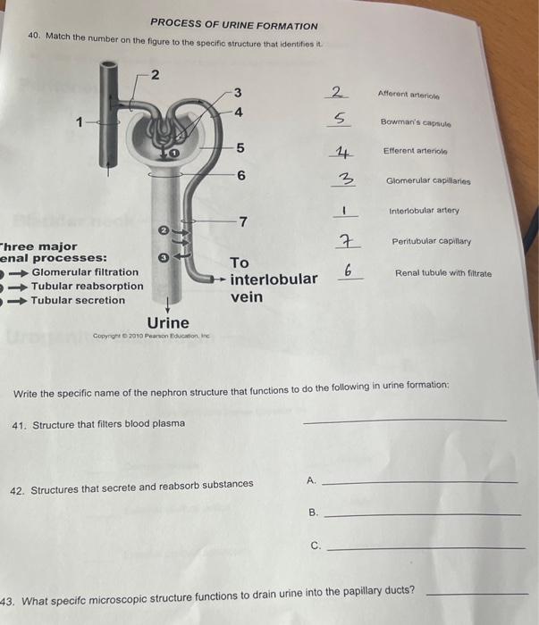 Solved write the specific name of the nephron structure that | Chegg.com