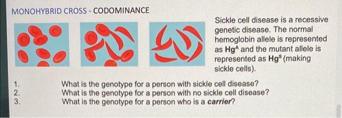 Solved MONOHYBRID CROSS-CODOMINANCE Sickle cell disease is a | Chegg.com