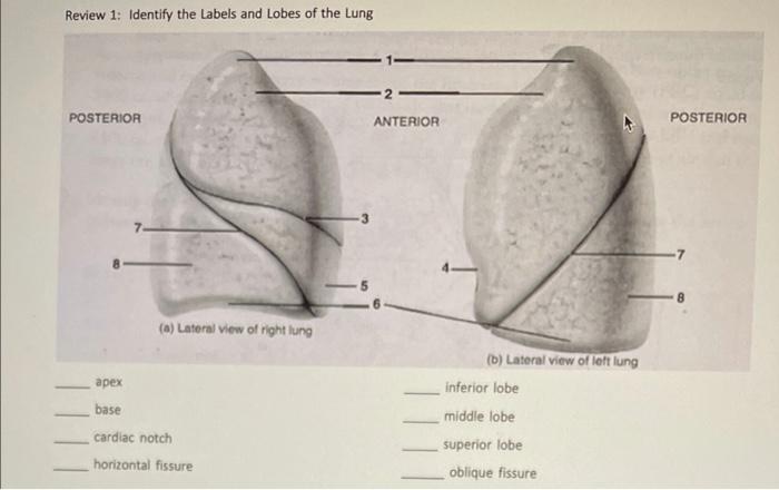 Solved Review 1: Identify the Labels and Lobes of the Lung | Chegg.com
