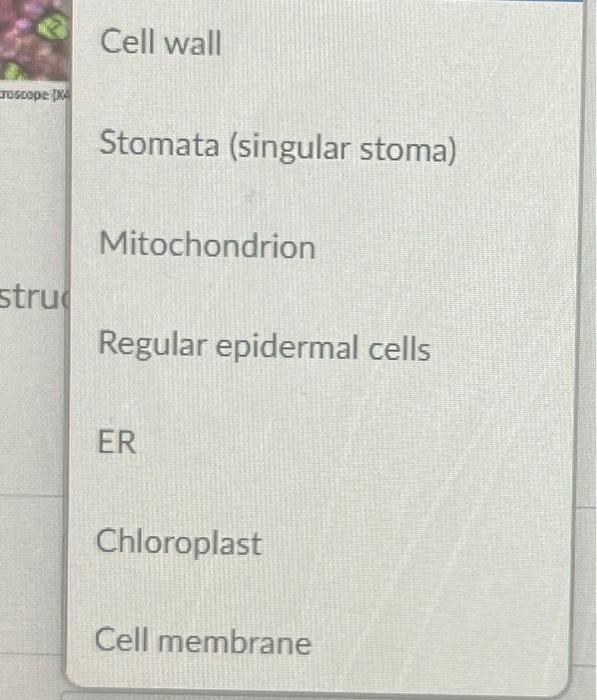 Solved Source of photo: Cell wall Stomata (singular | Chegg.com