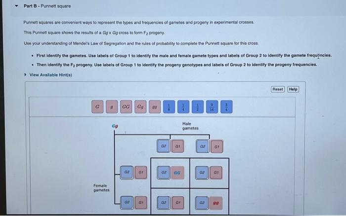 Solved Part B - Punnett square Punnett squares are | Chegg.com