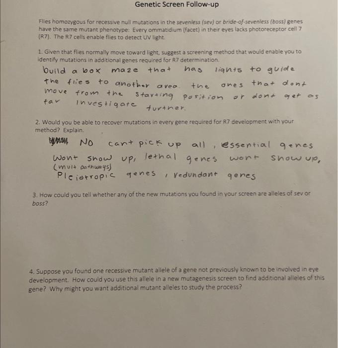Solved Flies homozygous for recessive null mutations in the | Chegg.com