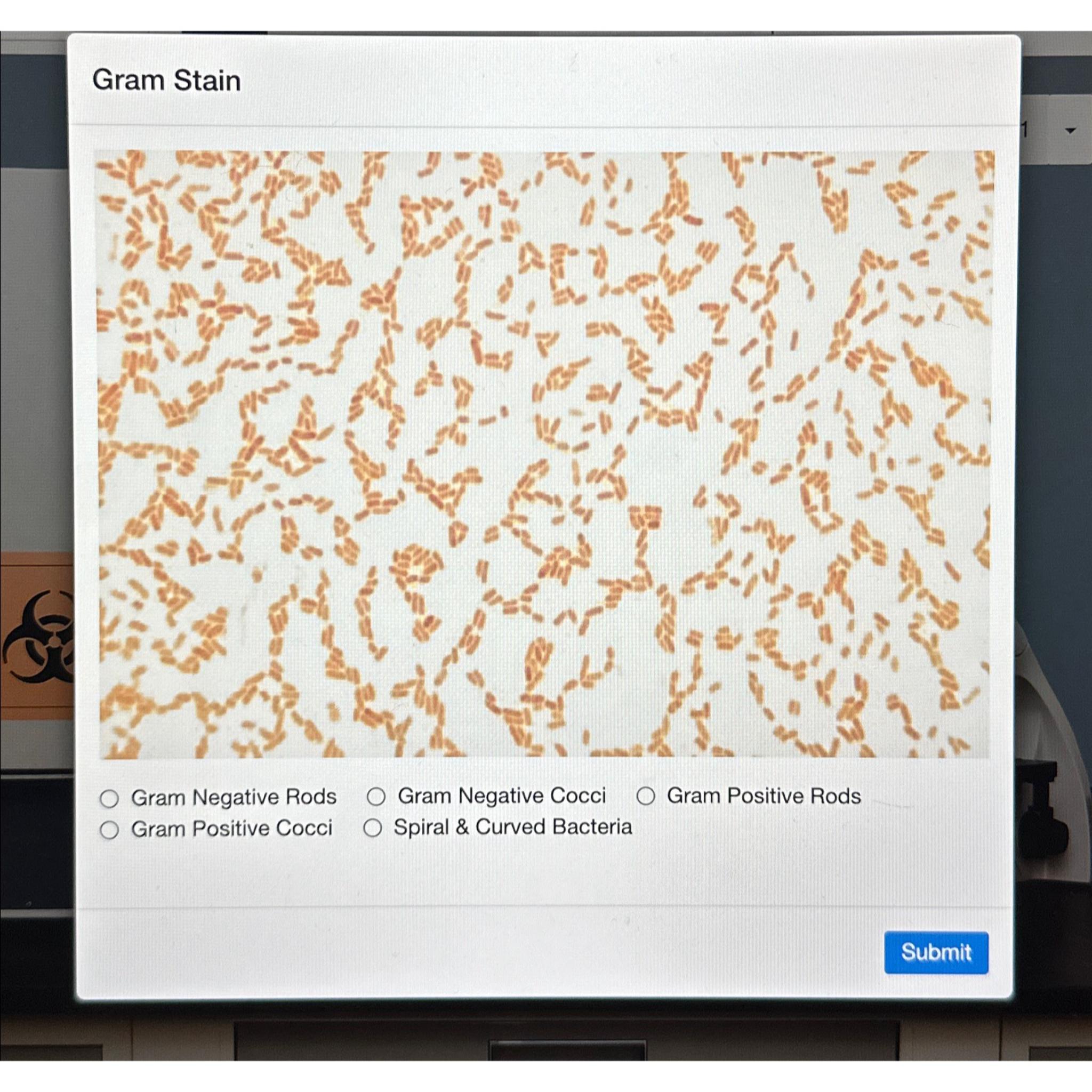 Solved Gram Stain | Chegg.com
