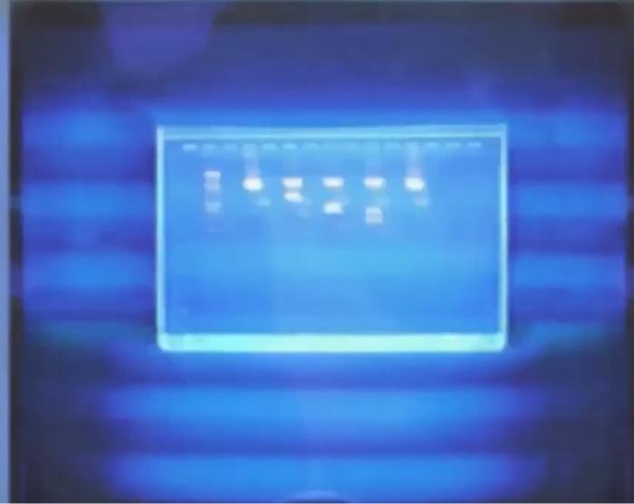Solved 1. Given the agarose gel electrophoresis output, how | Chegg.com